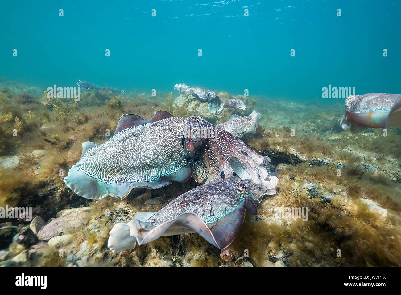 Male Australian giant cuttlefish guarding his female from other males ...