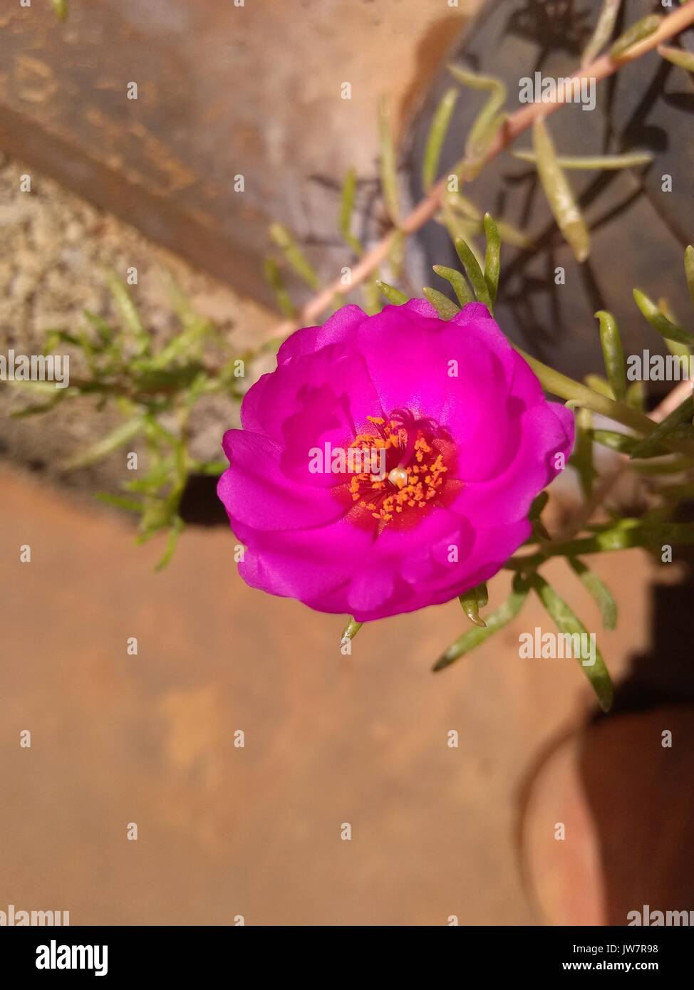 Table rose from India Stock Photo - Alamy