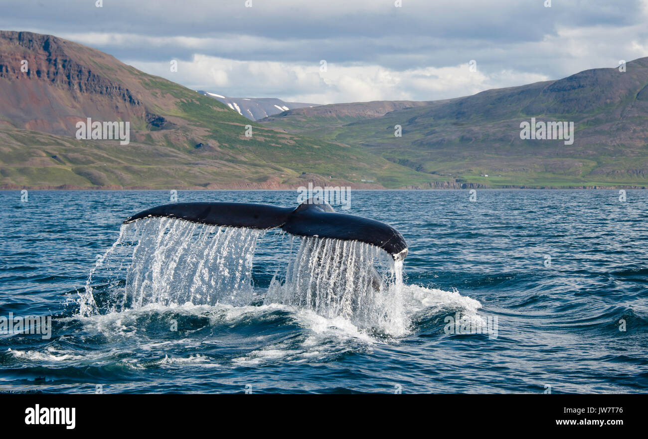 Fluke fish hi-res stock photography and images - Alamy