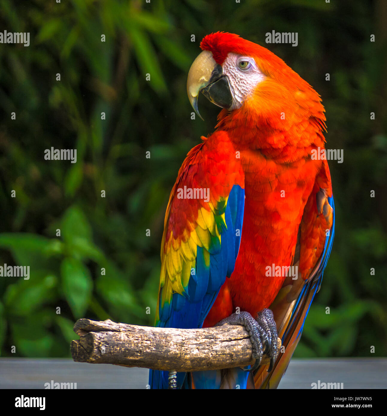 Red Parrot sitting on wooden stick Stock Photo - Alamy