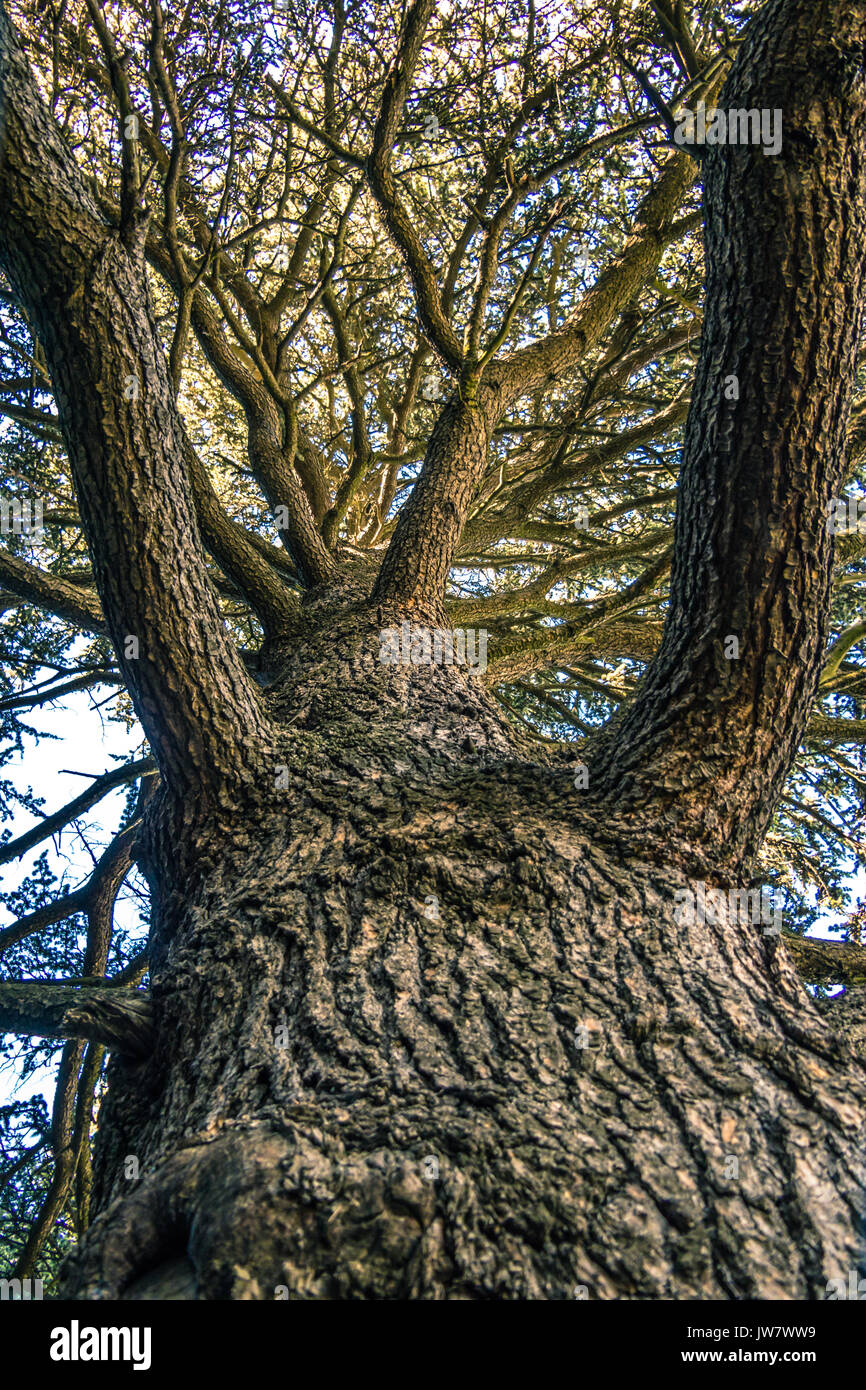Old Oak tree up-view (looking up Stock Photo - Alamy