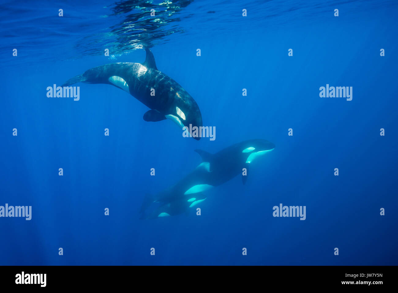 Pod of orcas swimming near the surface in blue water, North Island, New ...