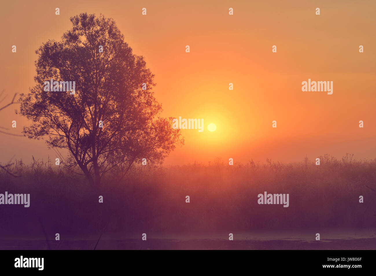 Photo with a summer sunrise and a tree Stock Photo - Alamy