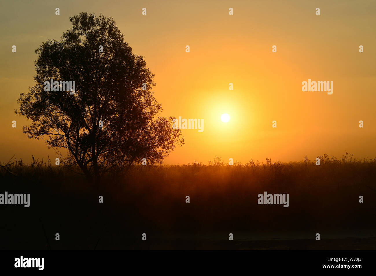 Photo with a summer sunrise and a tree Stock Photo - Alamy