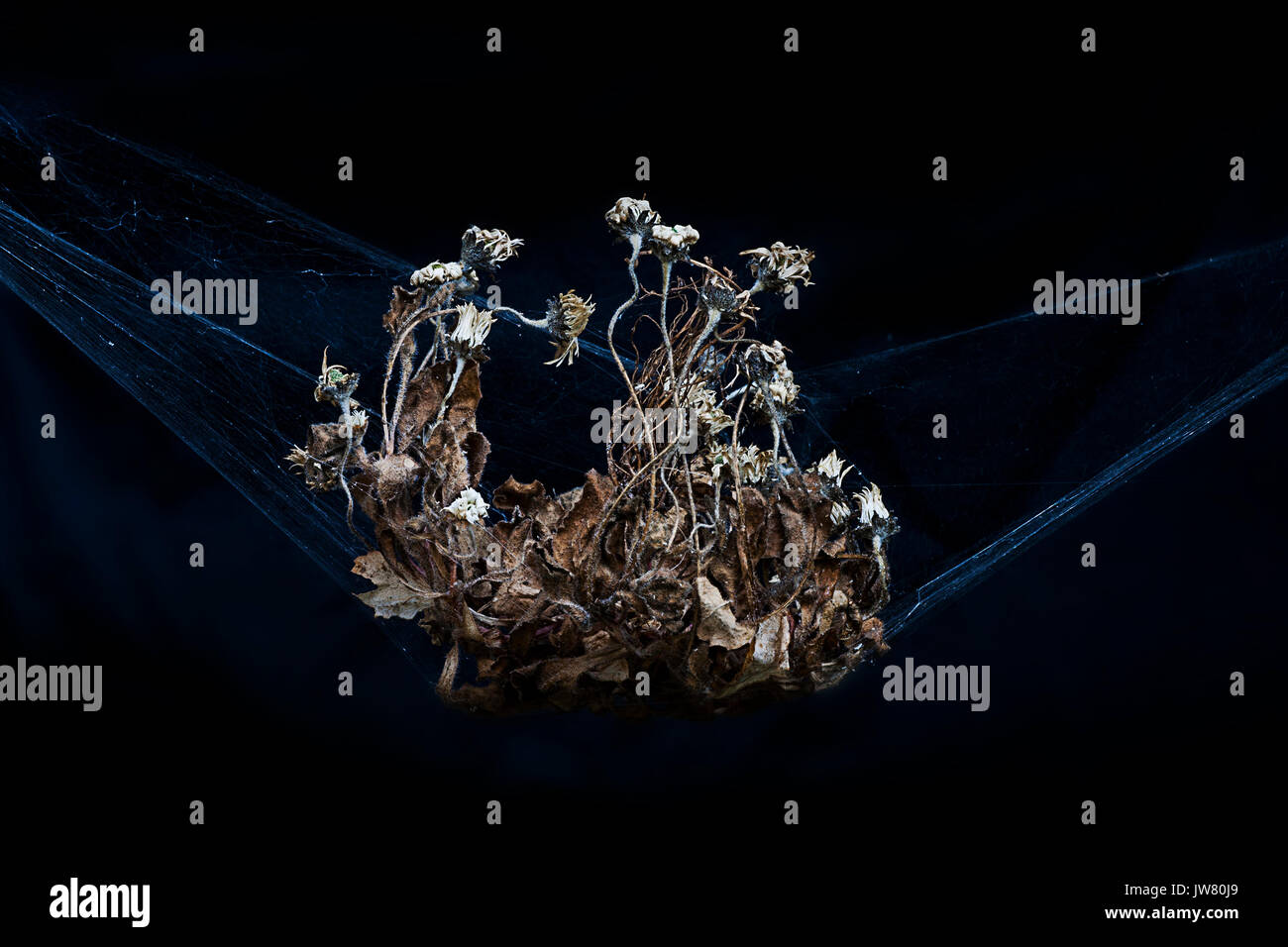 Spider web clump hi-res stock photography and images - Alamy