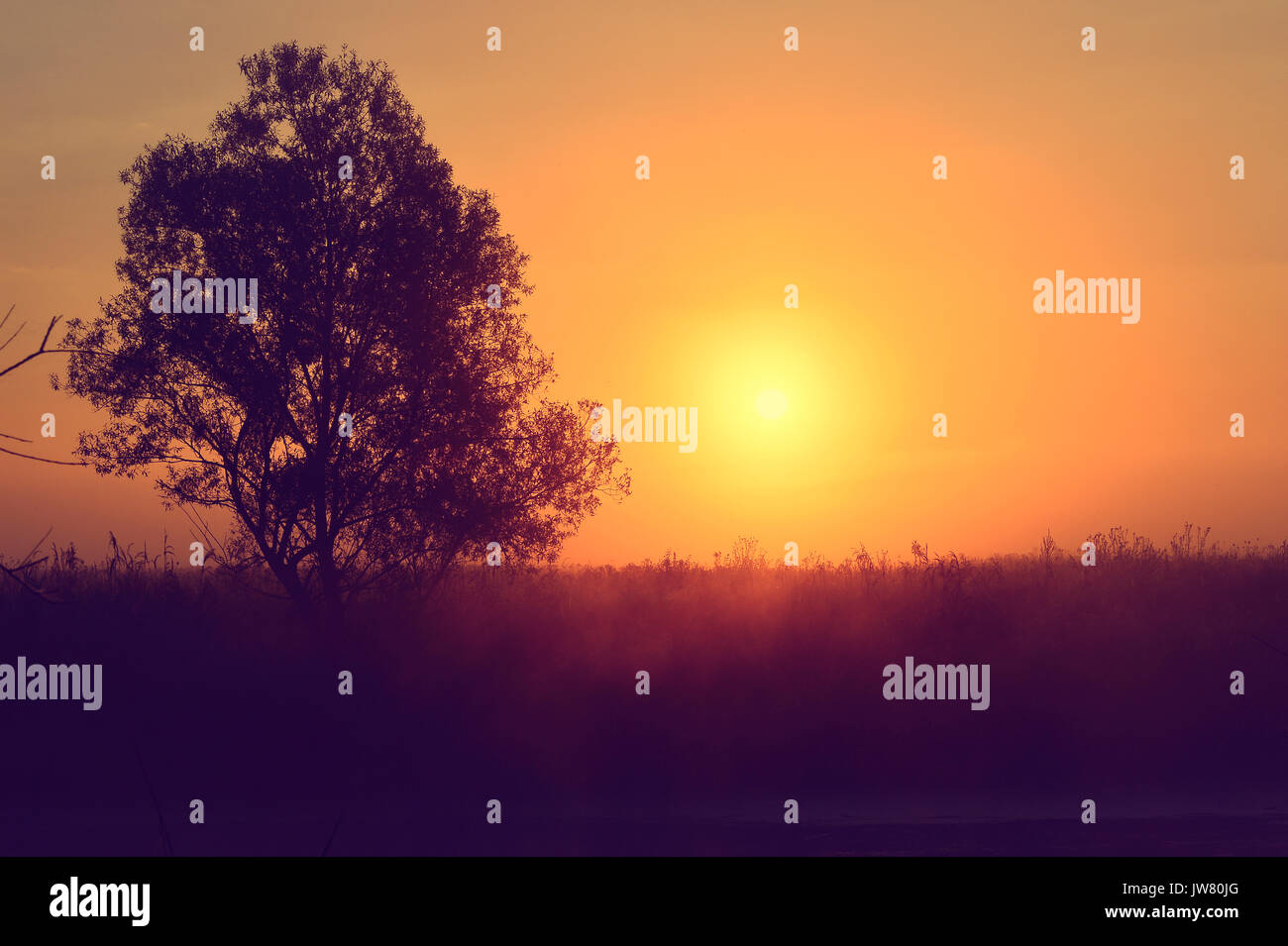 Photo with a summer sunrise and a tree Stock Photo - Alamy