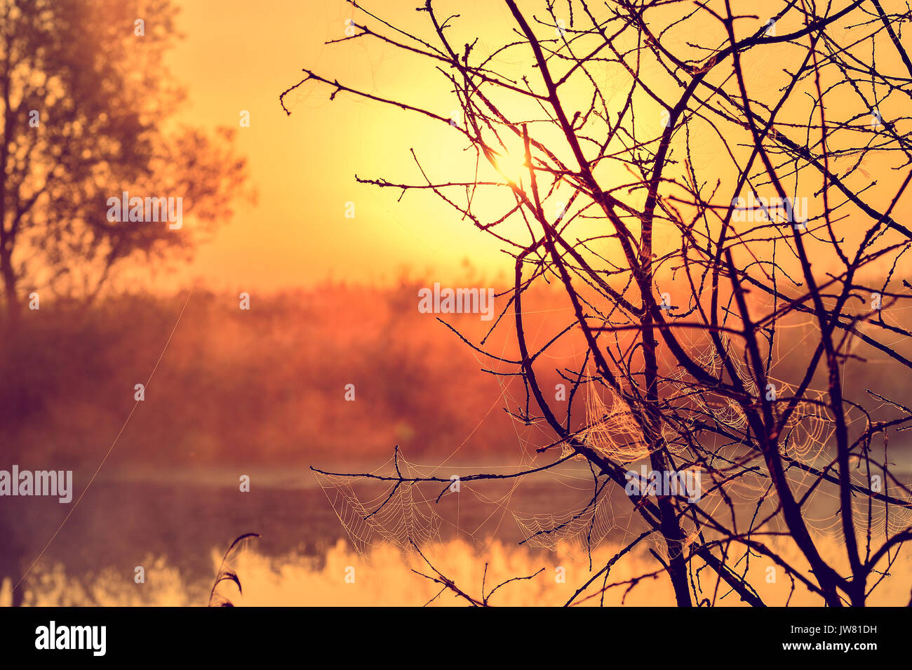 Photo with a summer sunrise and a tree Stock Photo - Alamy