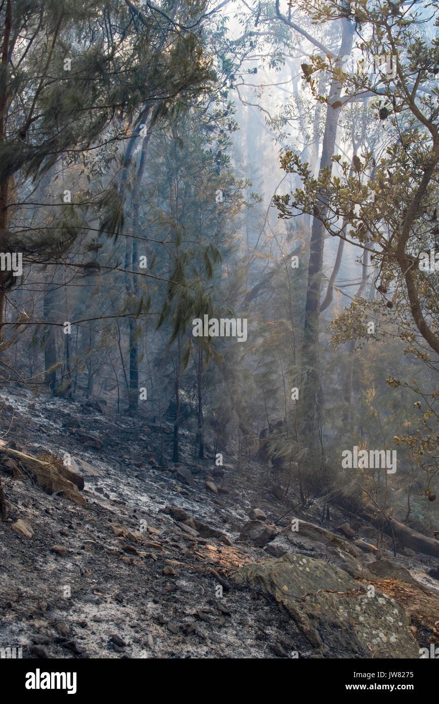 Hazard reduction burning in Sydney to reduce the risk of a major fire ...