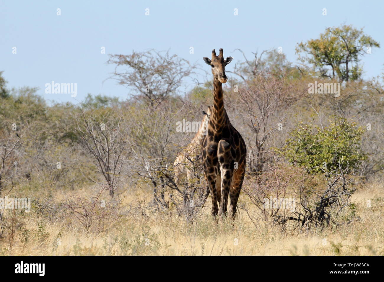 Giraffe standing in long grass hi-res stock photography and images - Alamy