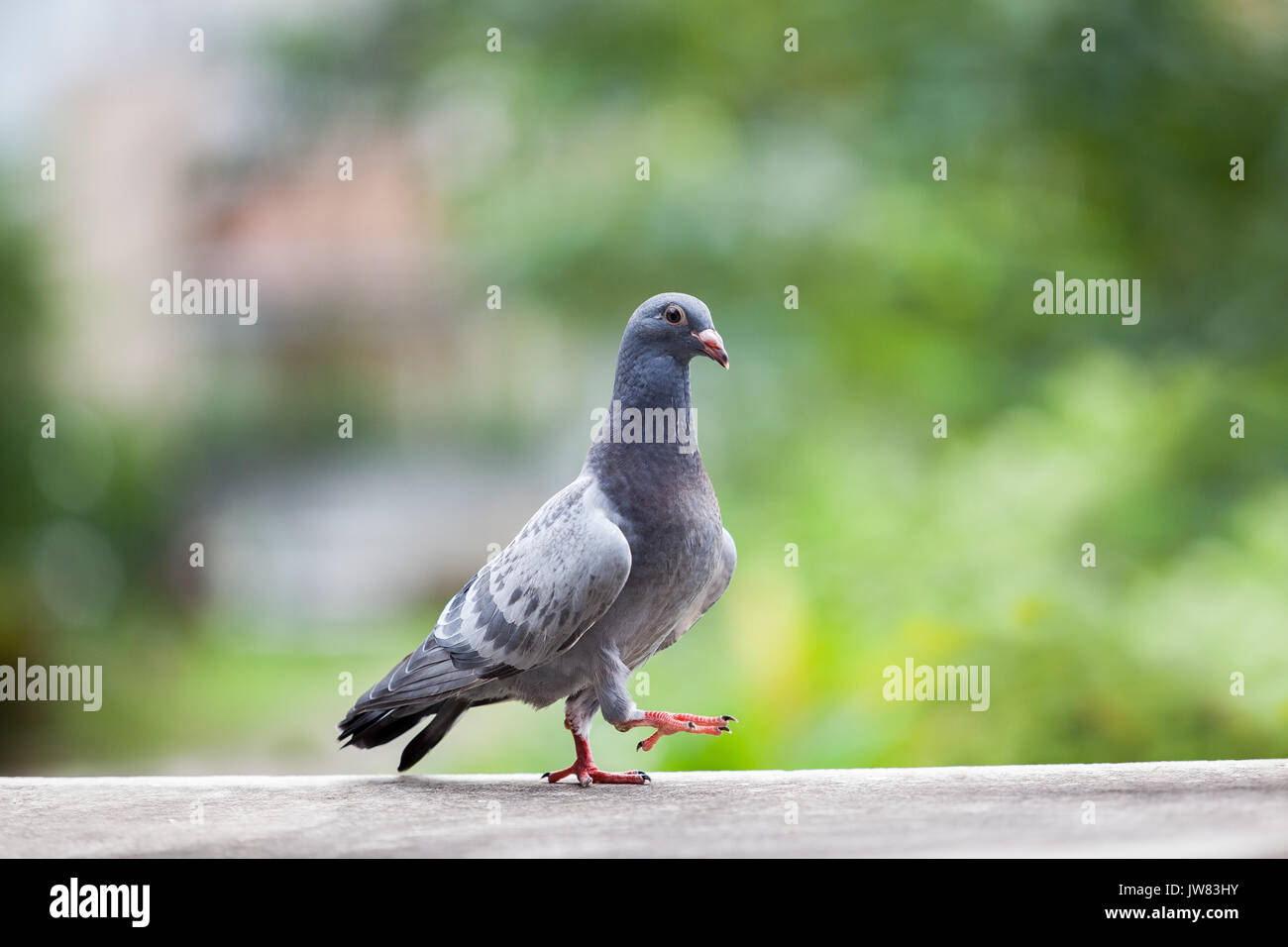 young homing pigeon bird walking on home loft Stock Photo - Alamy