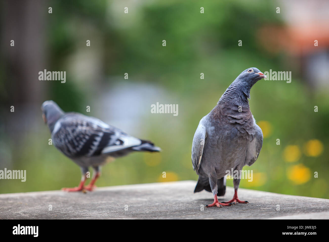 young homing pigeon bird on home loft with green environment background ...