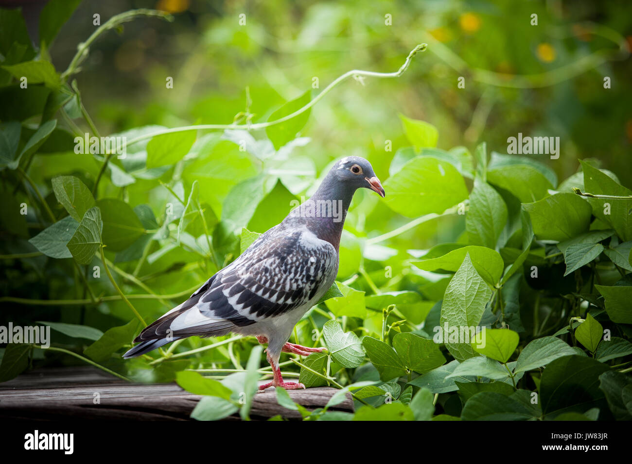 young homing pigeon bird on ground with green peanut plant background ...