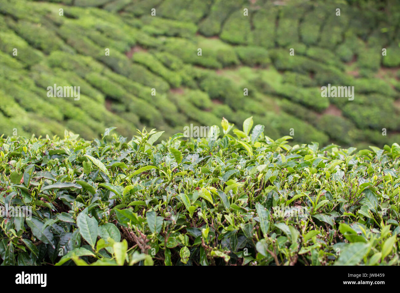 Tea trees hi-res stock photography and images - Alamy