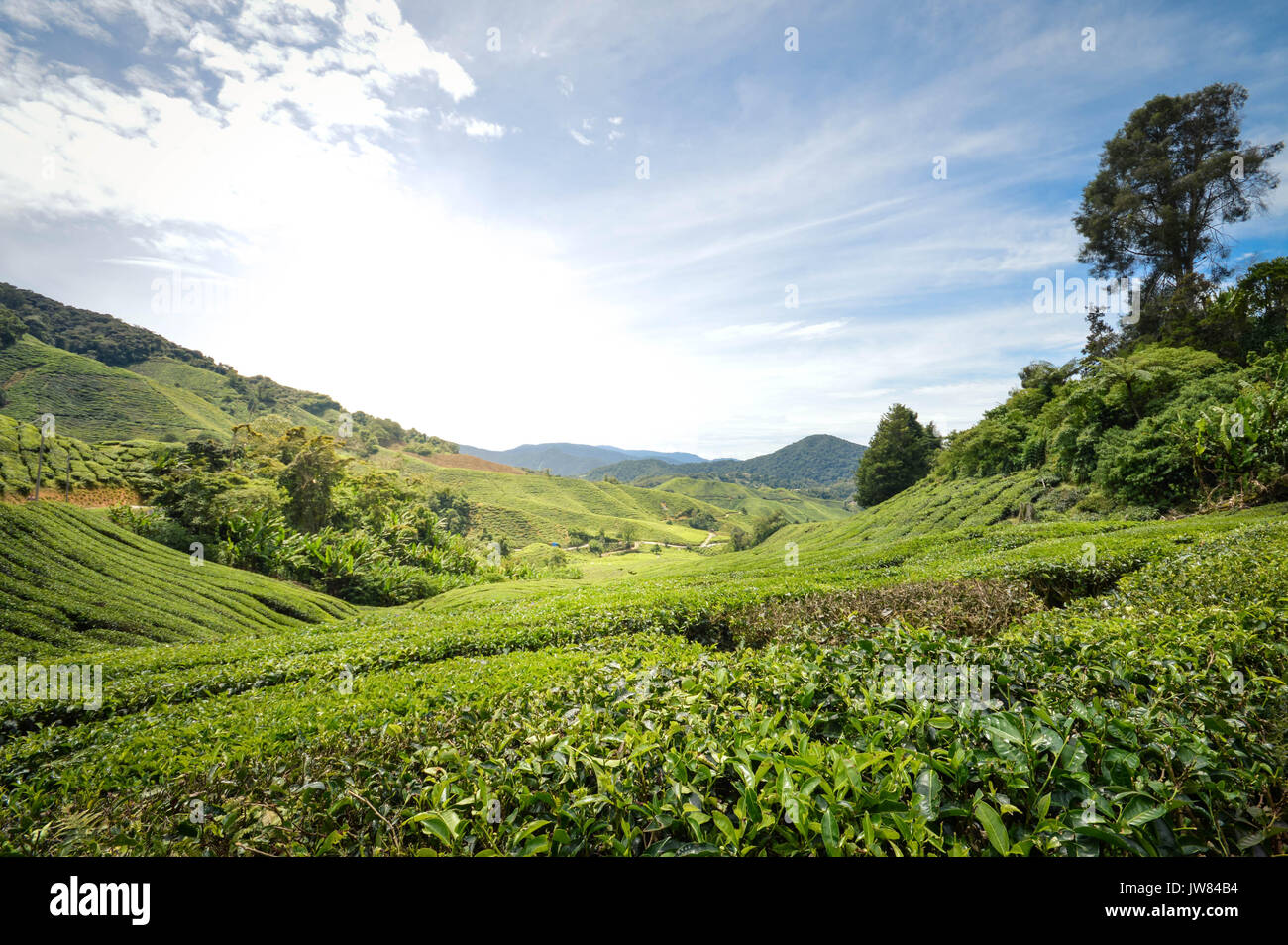 Beautiful landscape of the tea plantations in the Cameron highlands ...