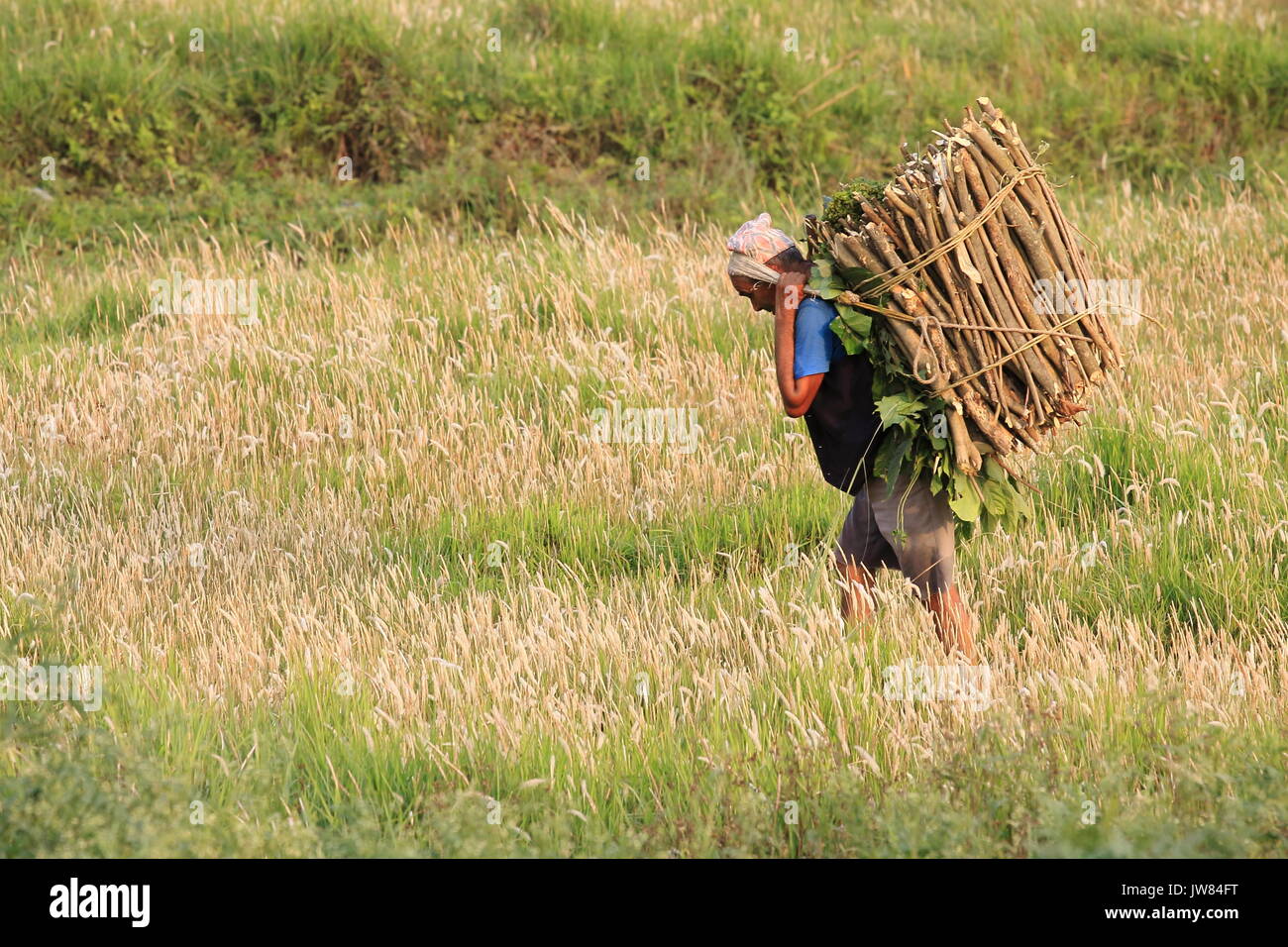 Chitwan / Nepal - April, 2012: Nepalese Porter crossing the Jungle with ...