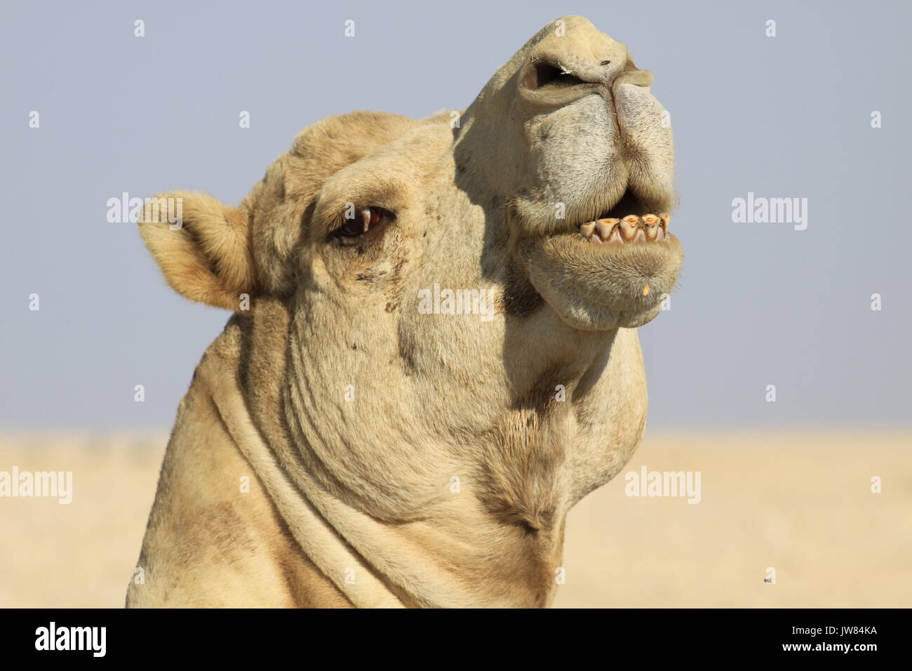 Camel teeth hi-res stock photography and images - Alamy