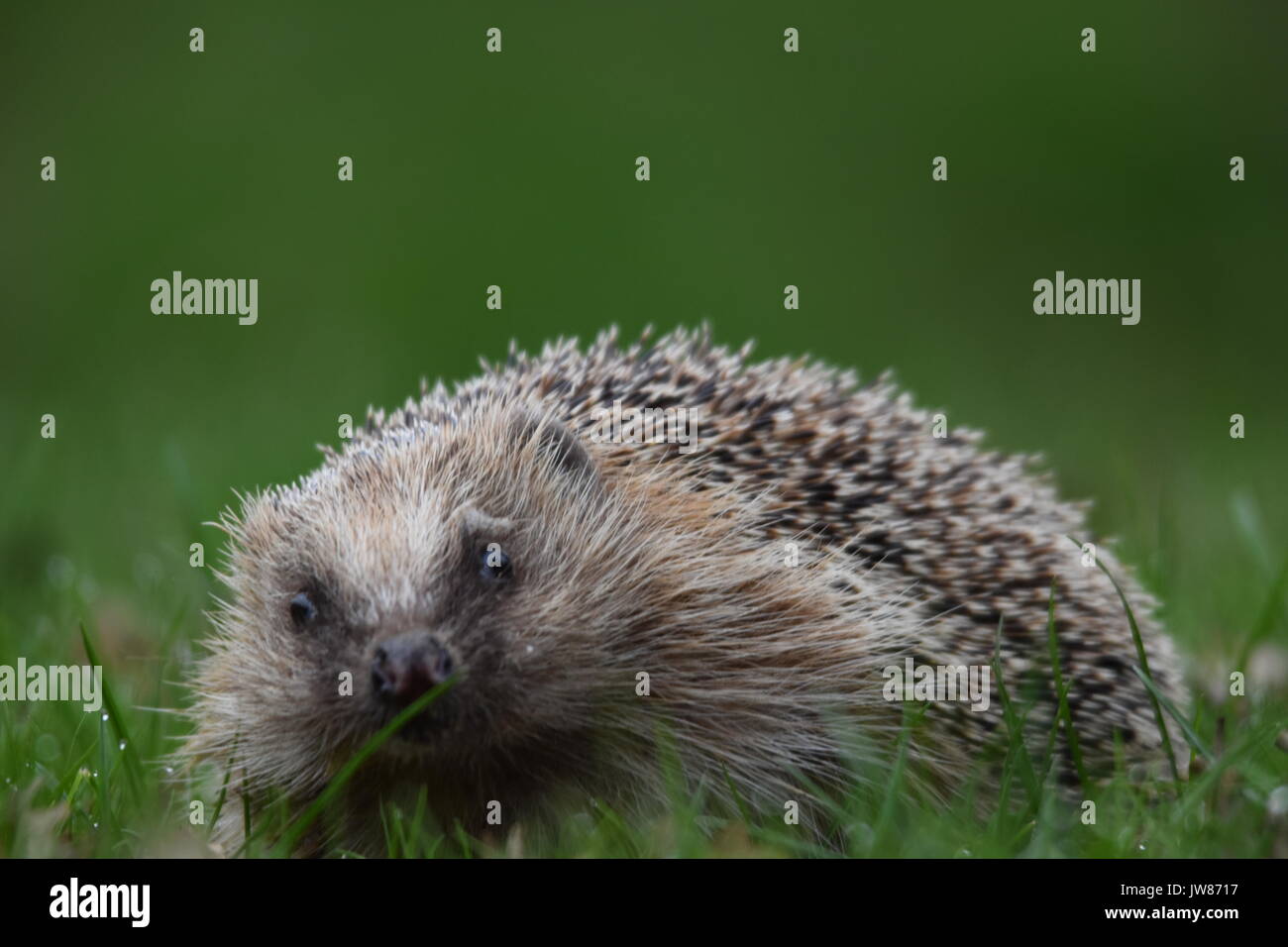 Hedgehog England uk Stock Photo - Alamy
