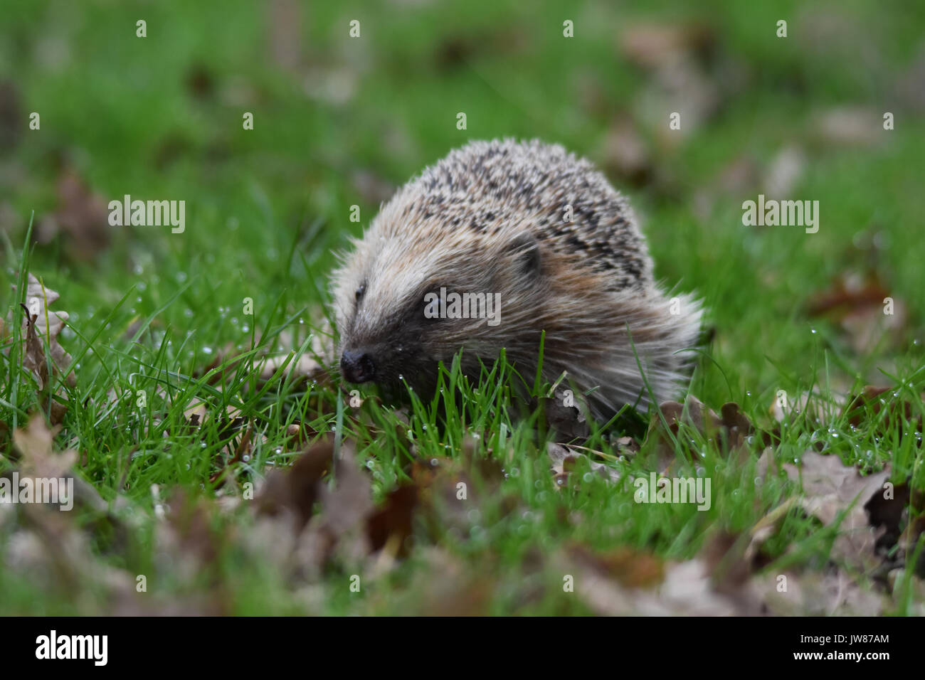 Hedgehog England uk Stock Photo - Alamy