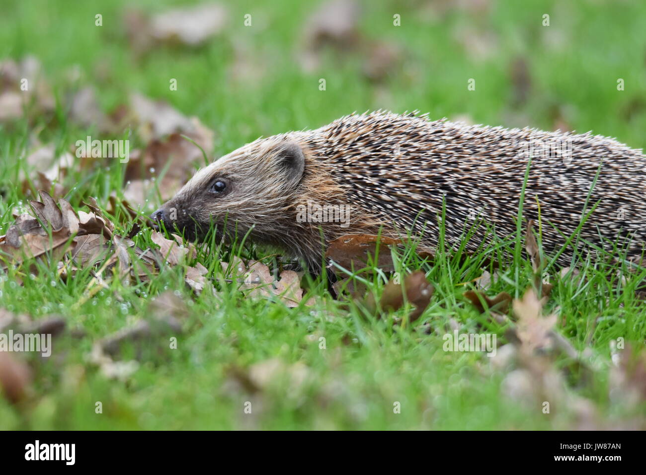 Hedgehog England uk Stock Photo - Alamy