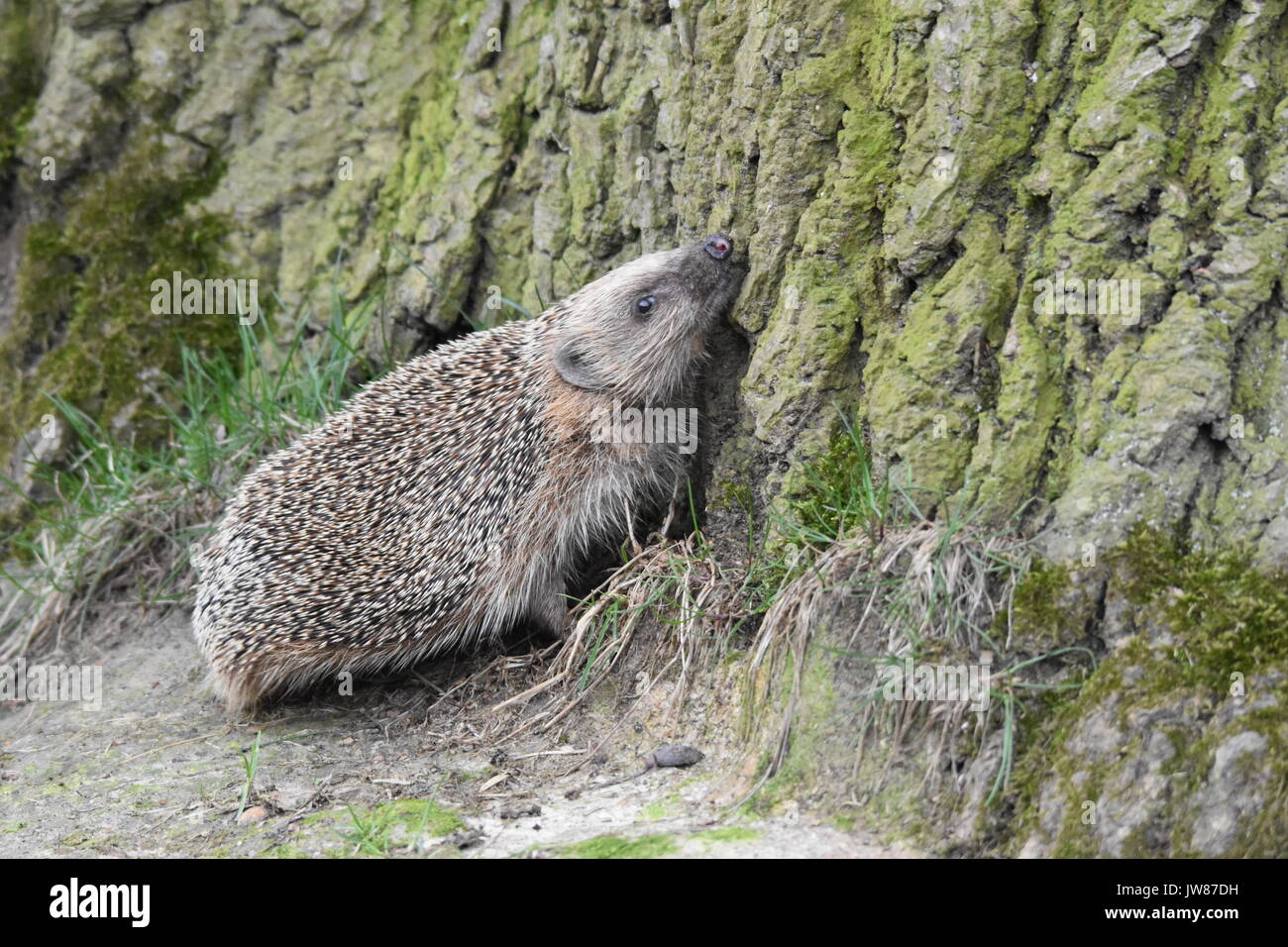 Hedgehog England uk Stock Photo - Alamy
