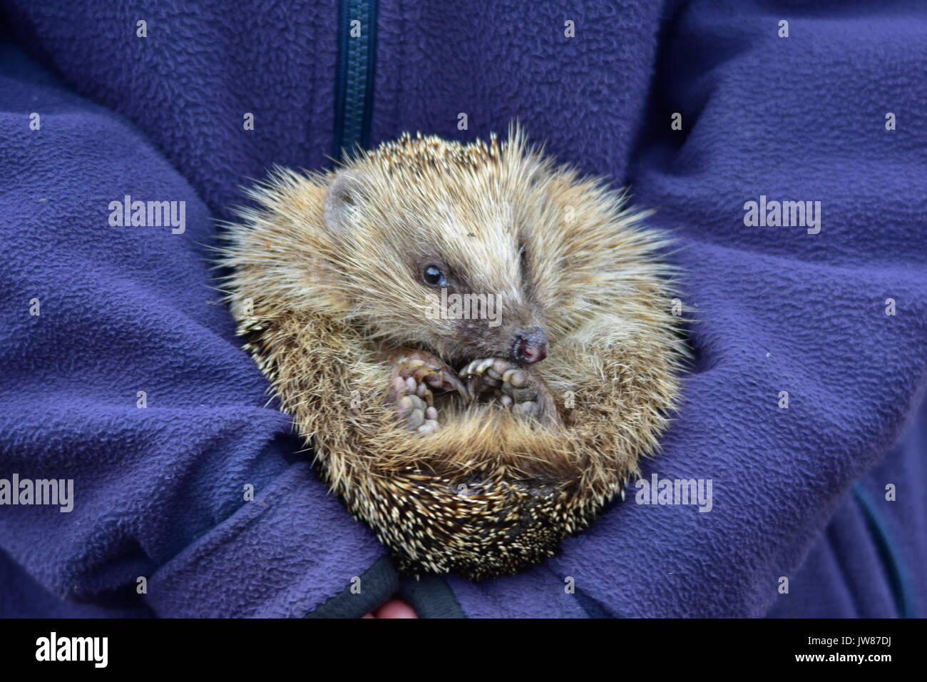 Hedgehog England uk Stock Photo - Alamy