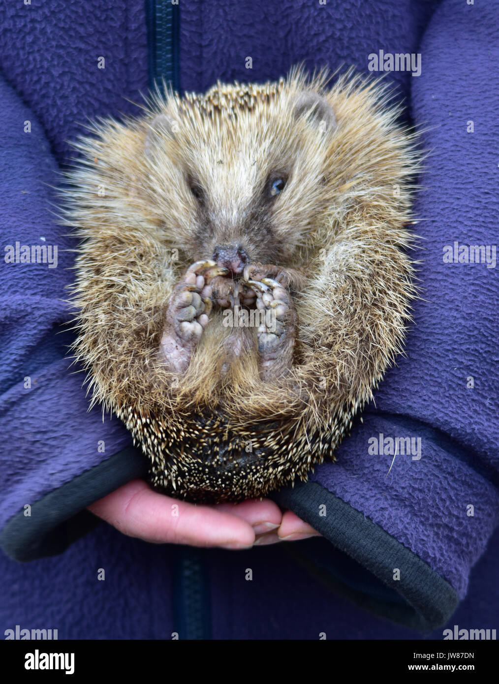 Hedgehog England uk Stock Photo - Alamy