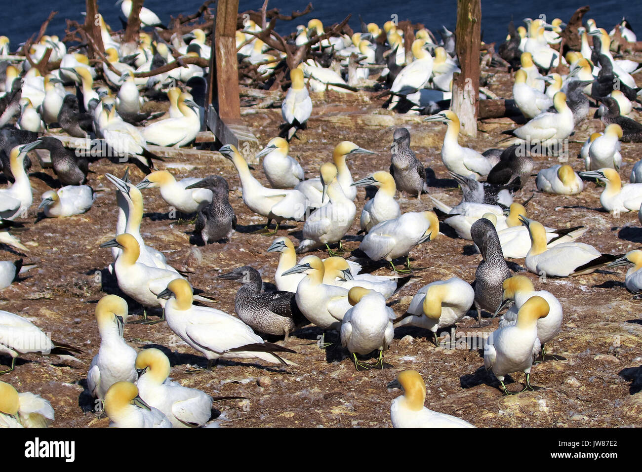 America, Canada, Quebec, Gaspésie, Percé area, The Bonaventure island ...