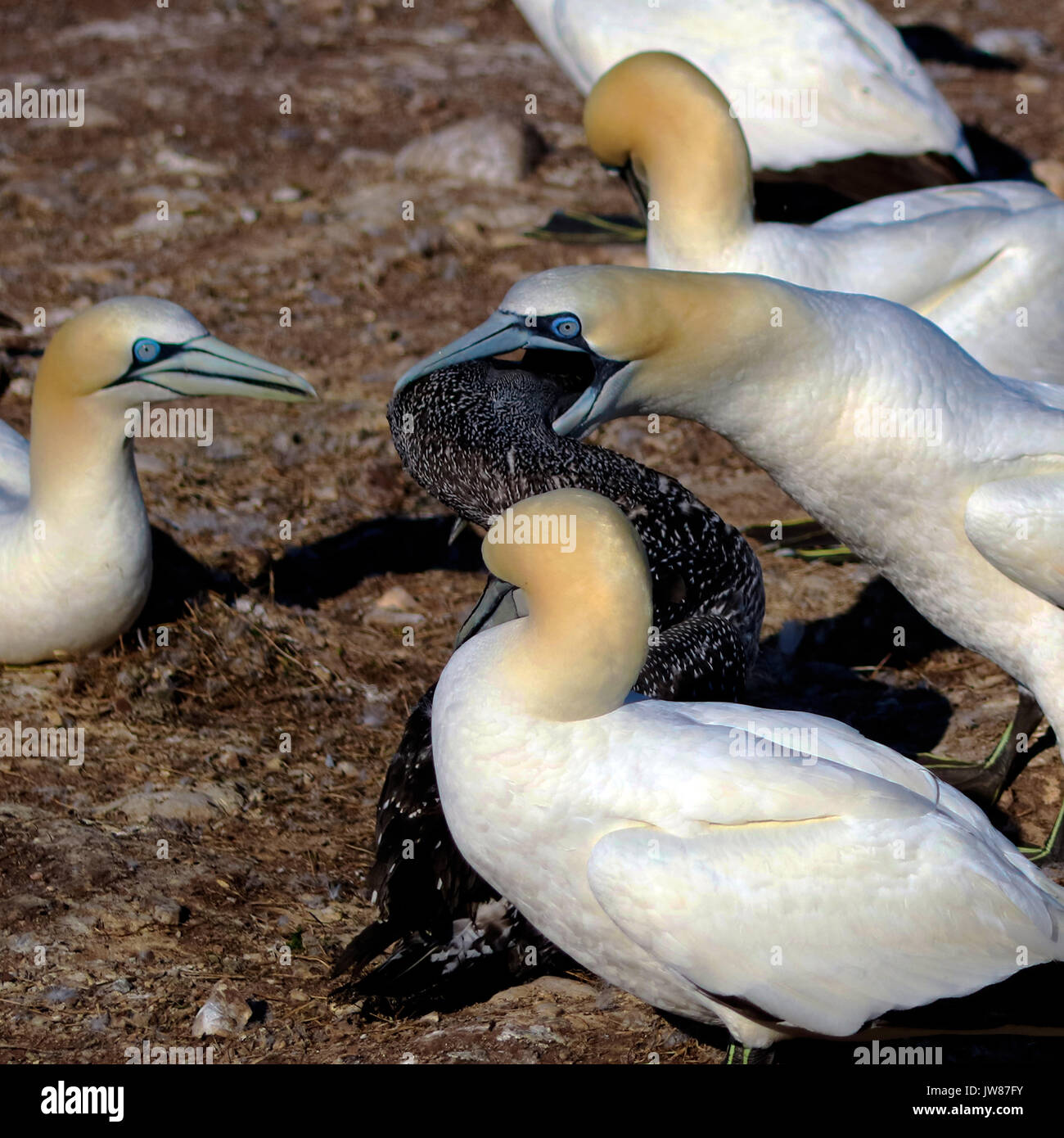 America, Canada, Quebec, Gaspésie, Percé area, The Bonaventure island ...