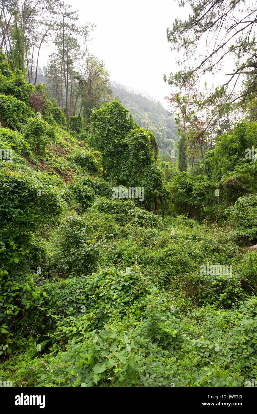 Dense vegetation hi-res stock photography and images - Alamy