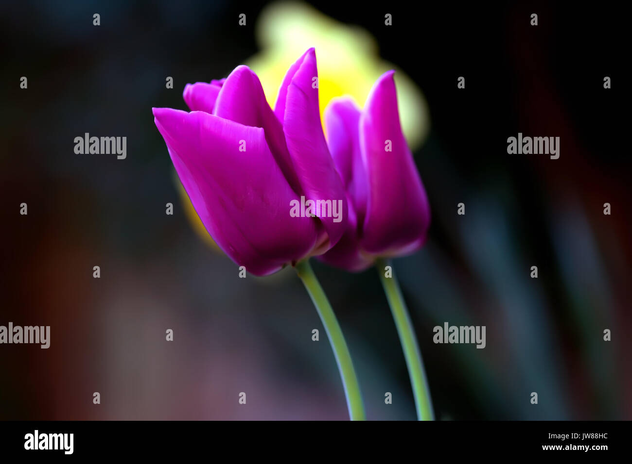 Tulips bloom inside an English garden Stock Photo - Alamy