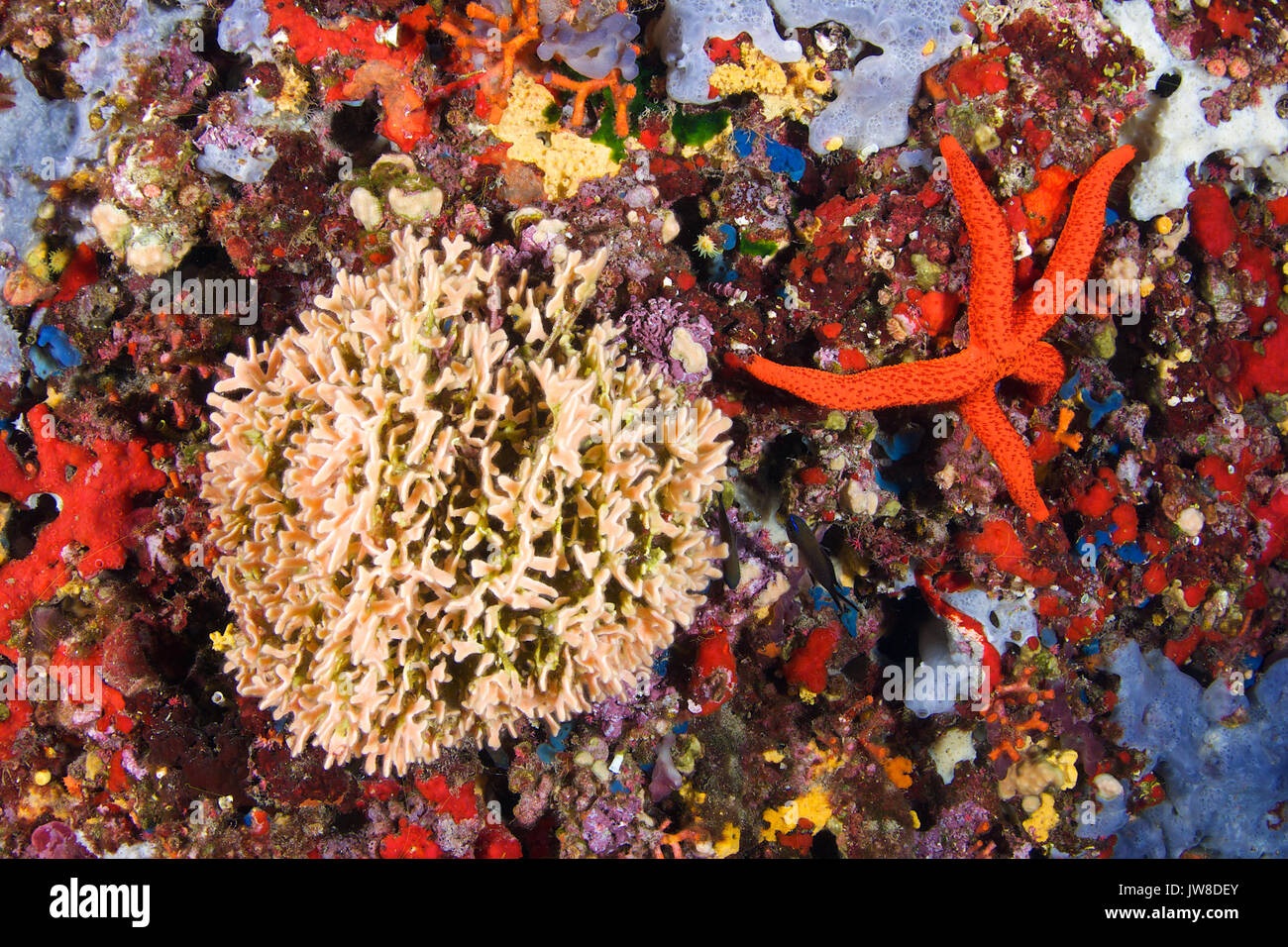 Bryozoan colony hi-res stock photography and images - Alamy