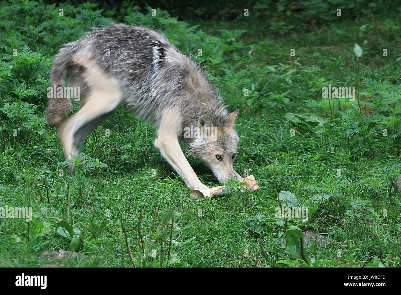 A Large Grey Wolf, Canis lupus Stock Photo - Alamy
