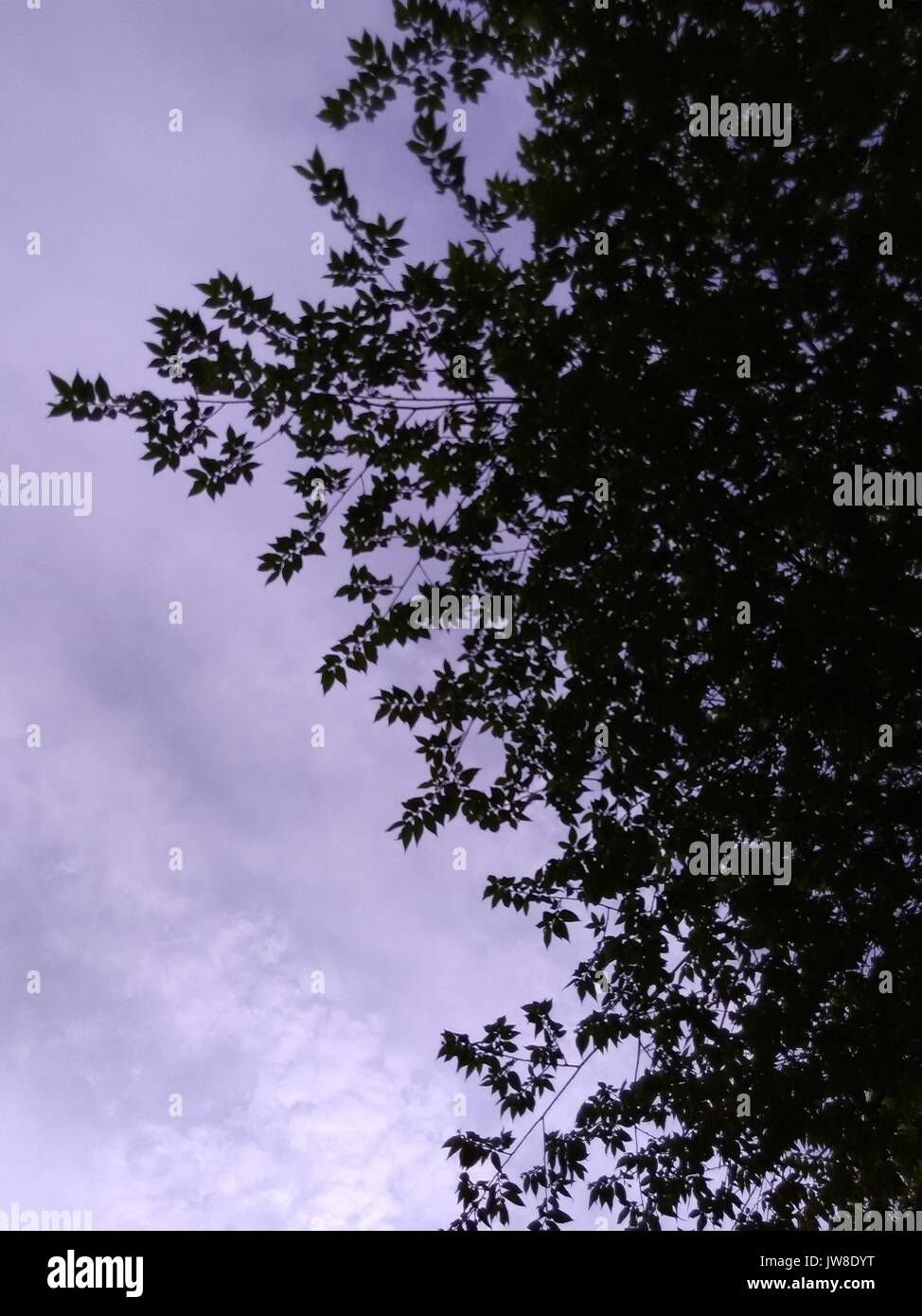 Beneath the tree Stock Photo - Alamy