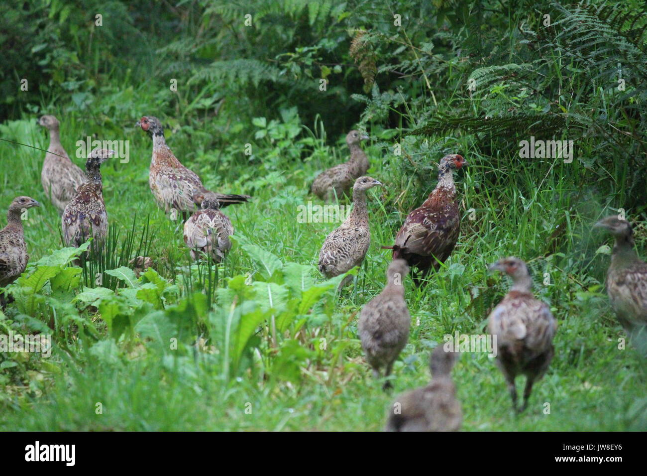 Newly released pheasants running in open countryside Stock Photo - Alamy