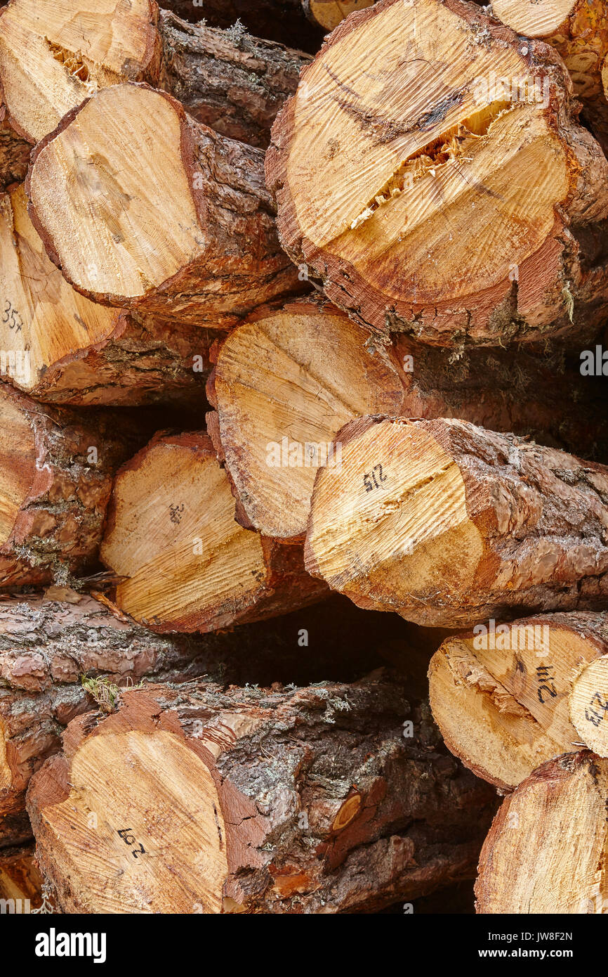 Pine wood trunk section stacked and tagged. Timber industry. Vertical ...