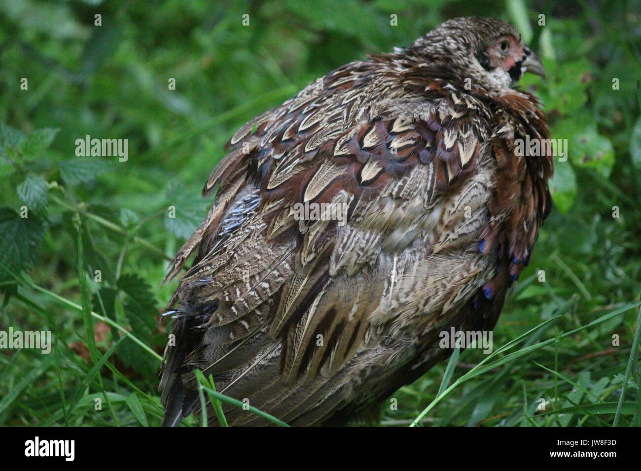 Newly released pheasant running in open countryside Stock Photo - Alamy