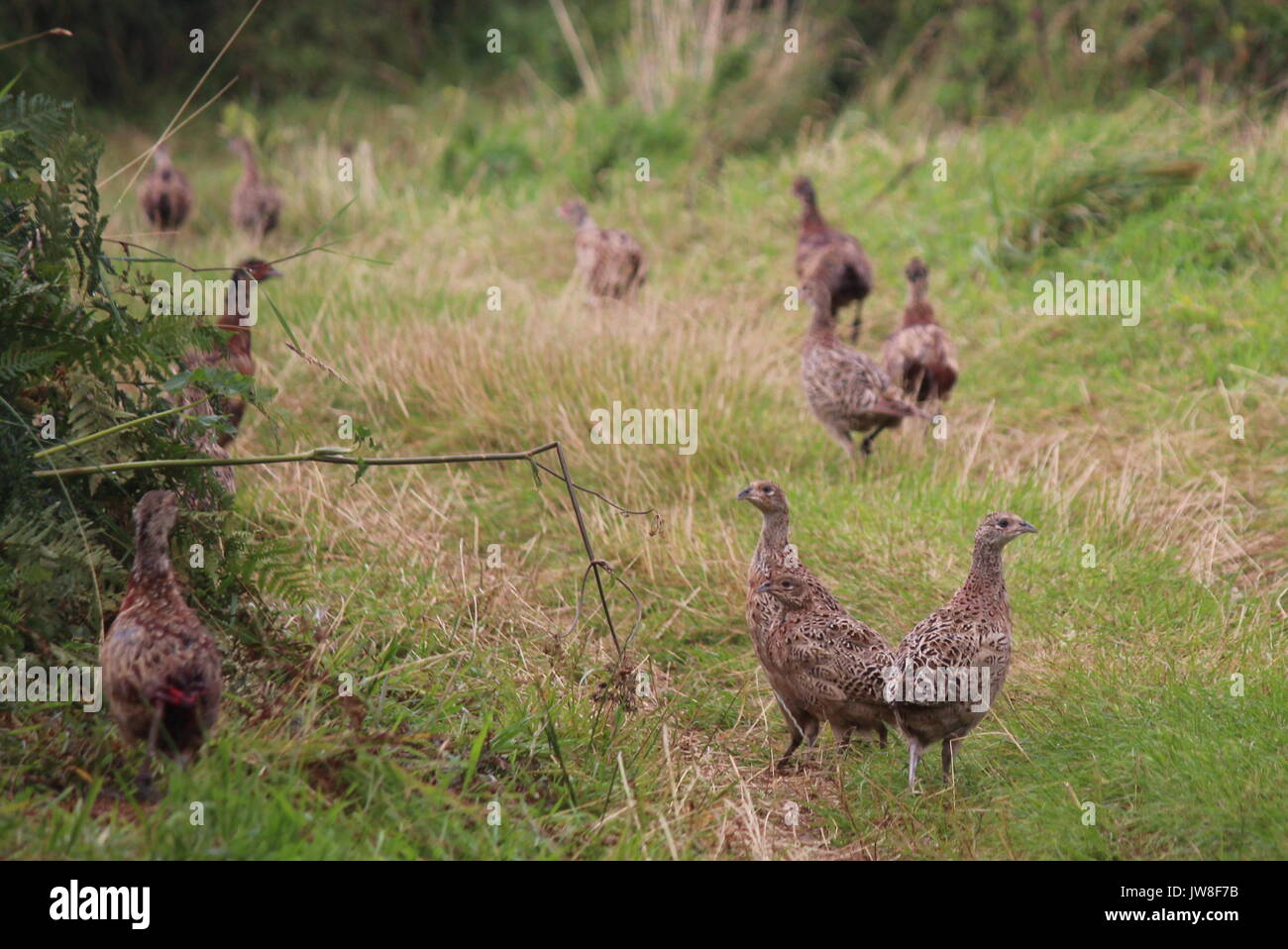 Newly released pheasants running in open countryside Stock Photo - Alamy