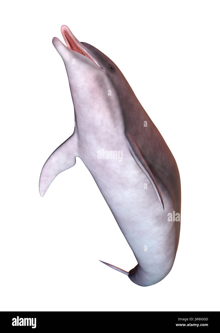 3D rendering of a dolphin isolated on white background Stock Photo - Alamy