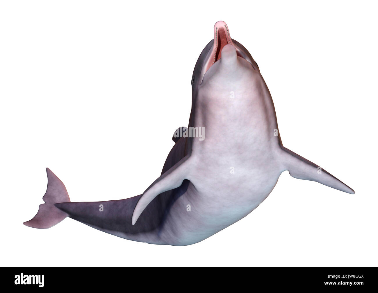 3D rendering of a dolphin isolated on white background Stock Photo - Alamy