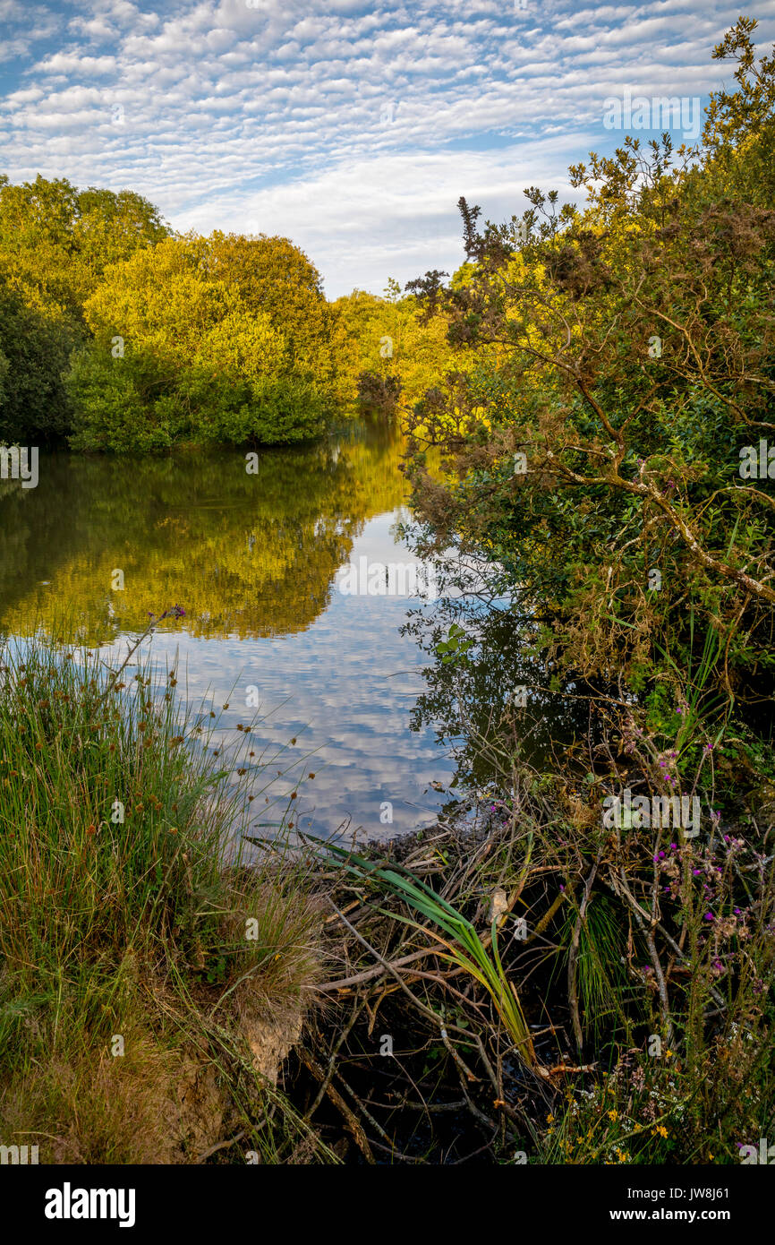 Woodland Valley; Ladock; Cornwall; UK Stock Photo - Alamy