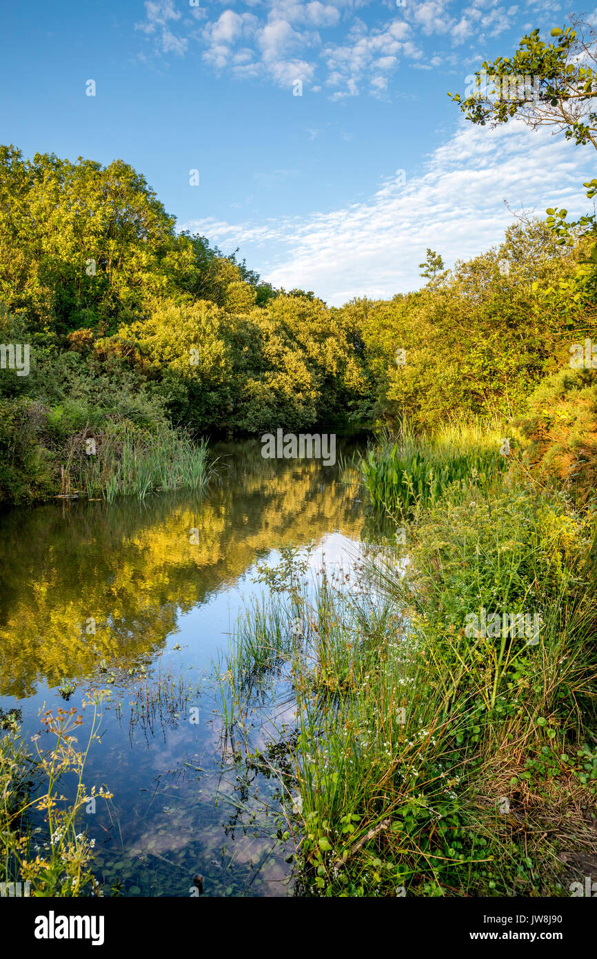 Woodland Valley; Ladock; Cornwall; UK Stock Photo - Alamy