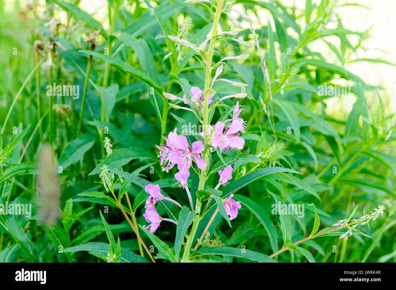 Calluna vulgaris (known as common heather, ling, or simply heather ...