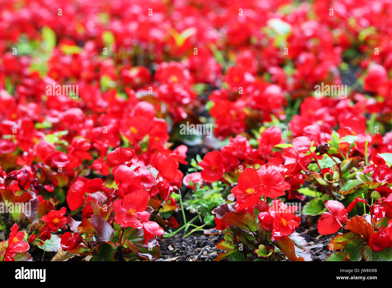 Bright red flowers of tuberous begonias Begonia tuberhybrida in garden ...