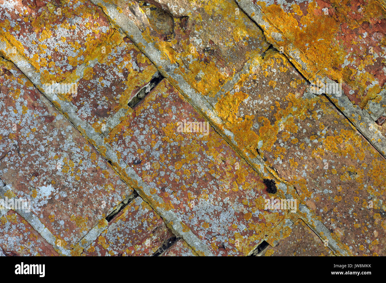 old lichen covered red brick wall with crumbling and missing mortar in ...
