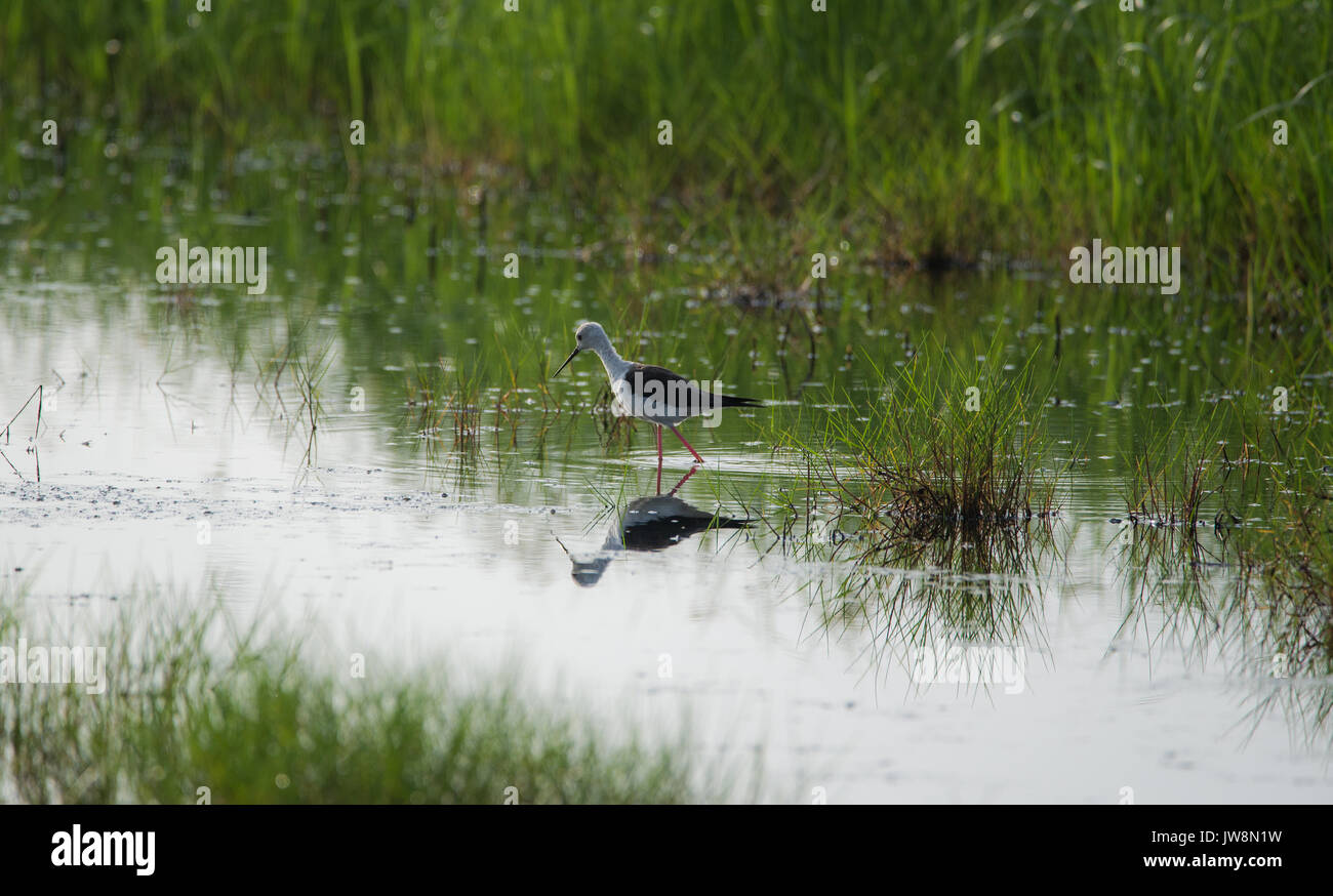 a Black winged stilt in search for food Stock Photo - Alamy