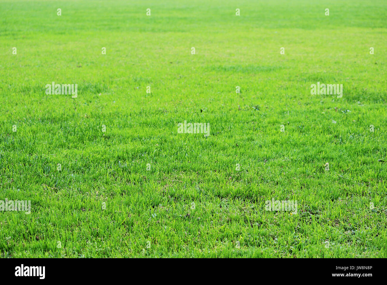City stadium with green grass for playing football Stock Photo - Alamy