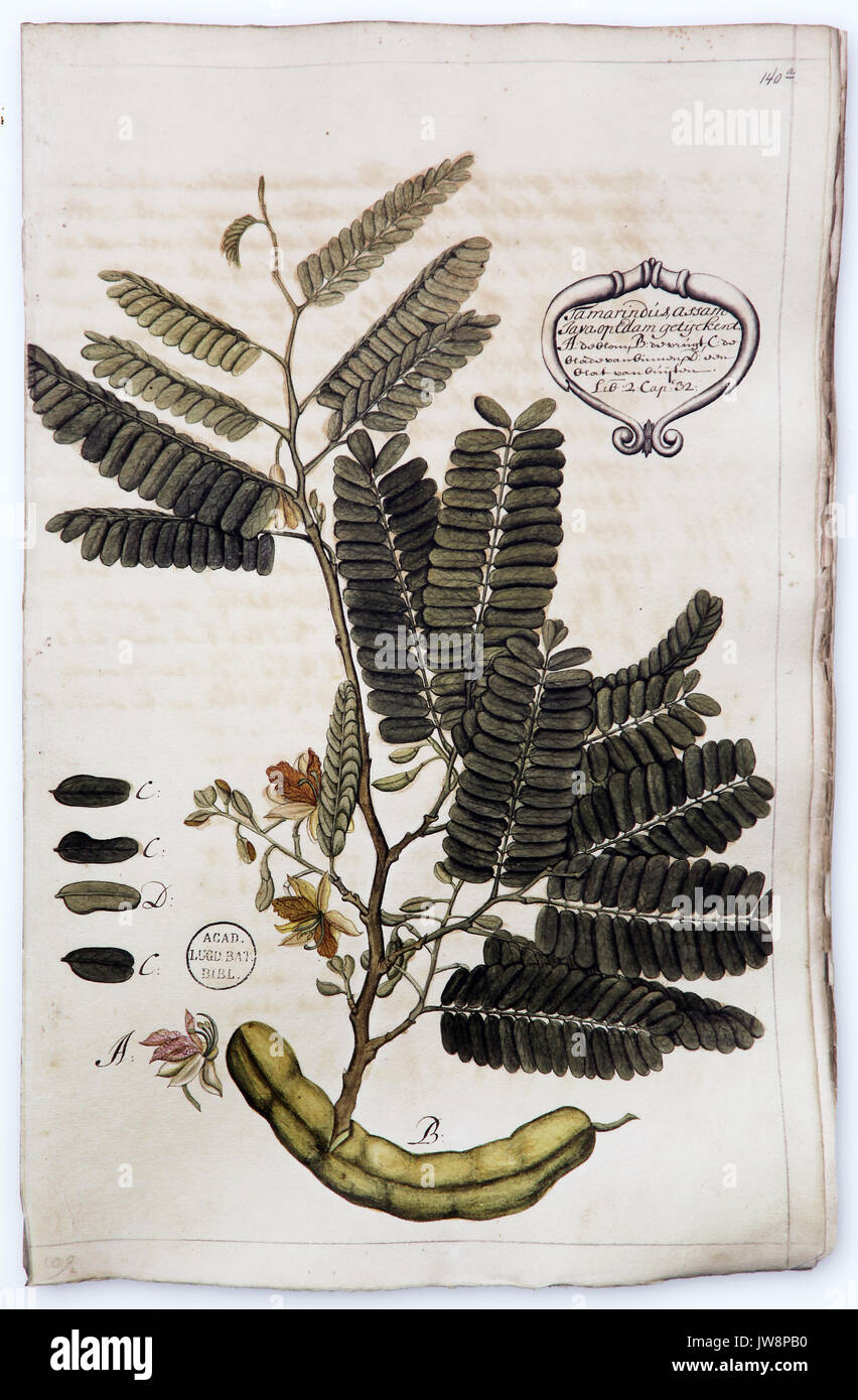 Tamarind.Tamarindus indica.a tree in the family Fabaceae.tropical ...