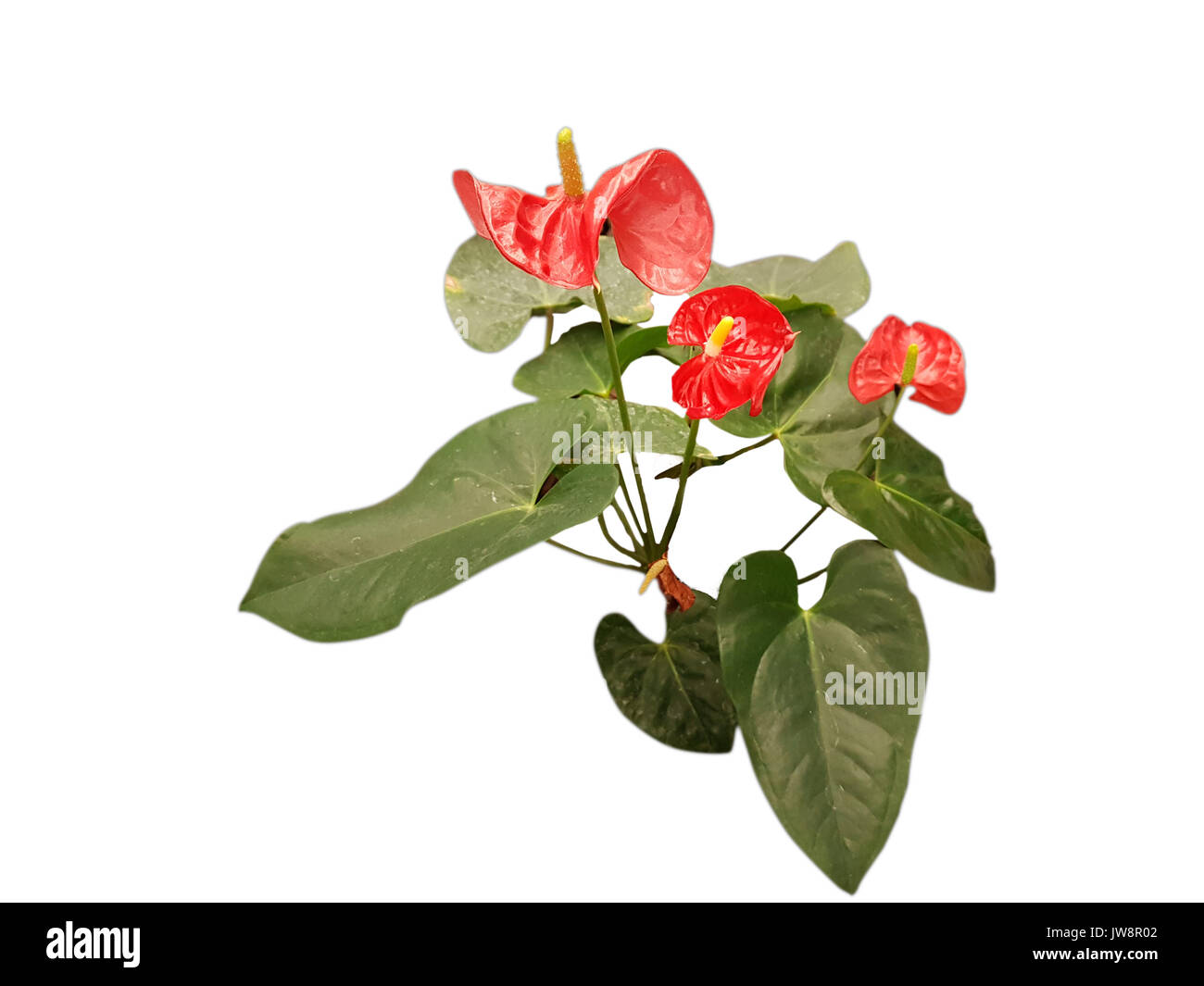 Vintage red lily flower Cut Out Stock Images & Pictures - Alamy