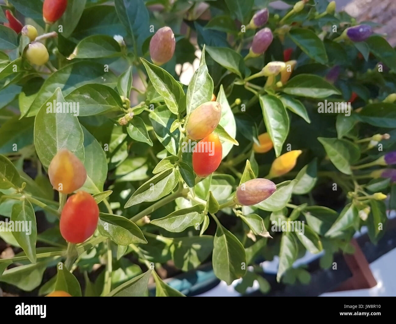 red chilli peppers with green leaves Stock Photo - Alamy