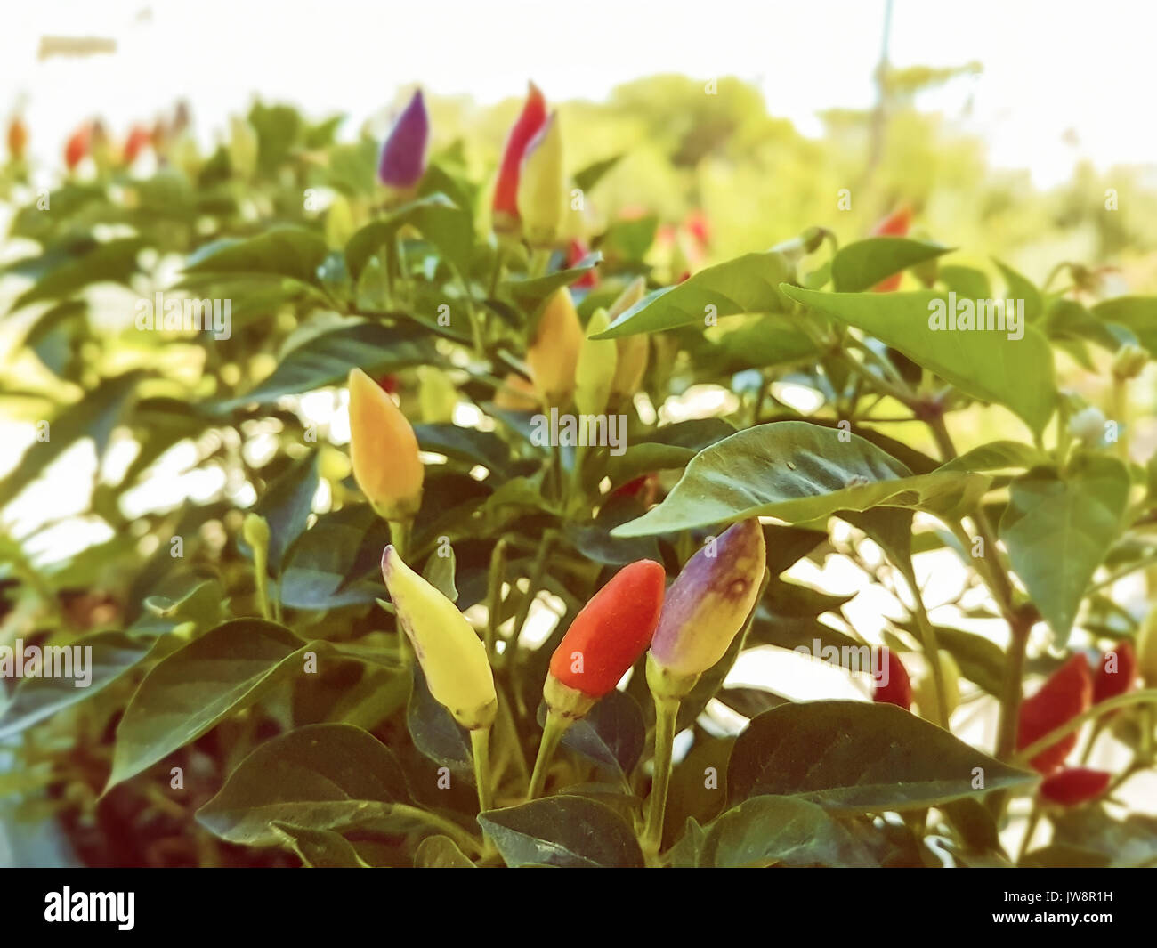 Close up chilli leaves hi-res stock photography and images - Alamy